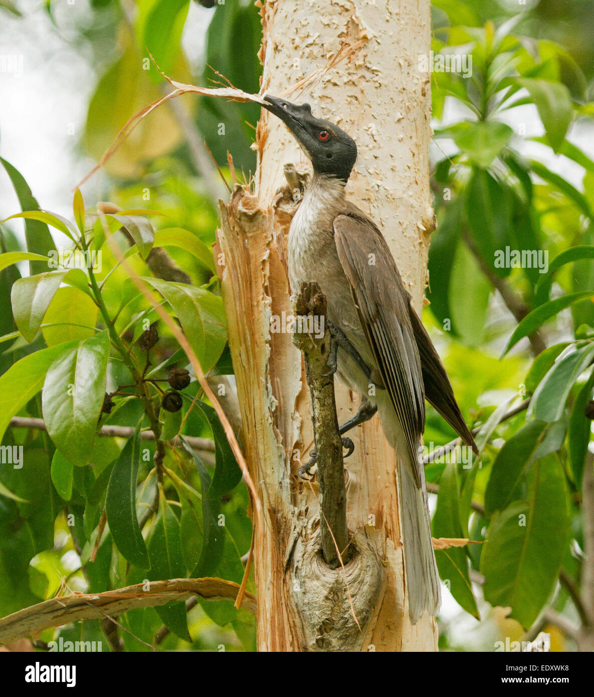 Australian noisy friar bird, Philemon corniculatus, with nesting ...