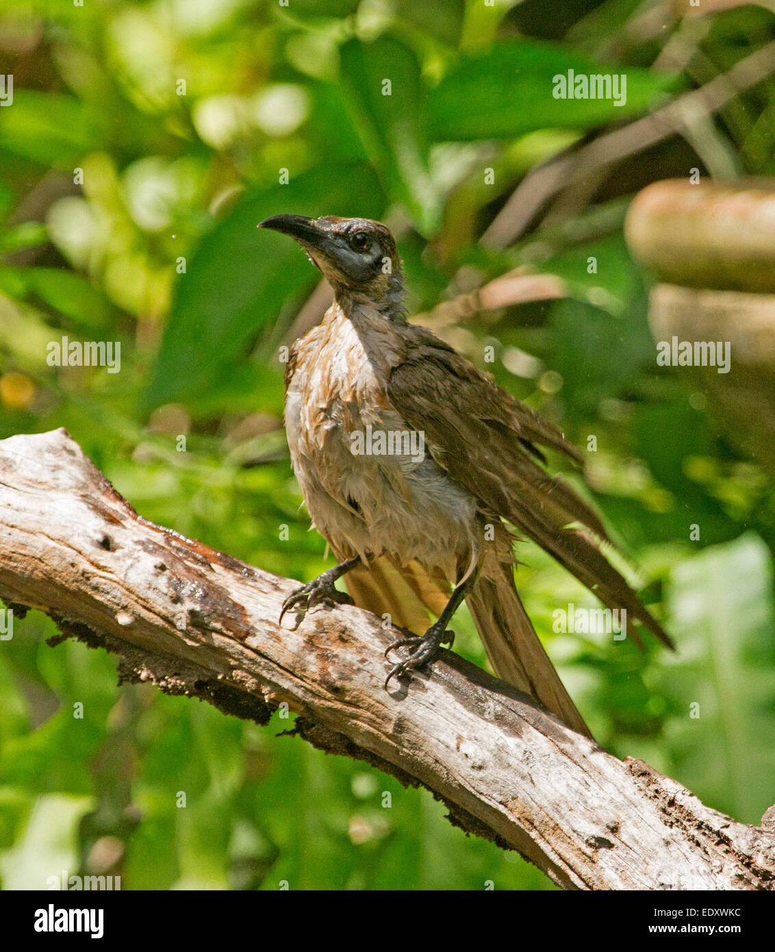 Australian friar bird hi-res stock photography and images - Alamy