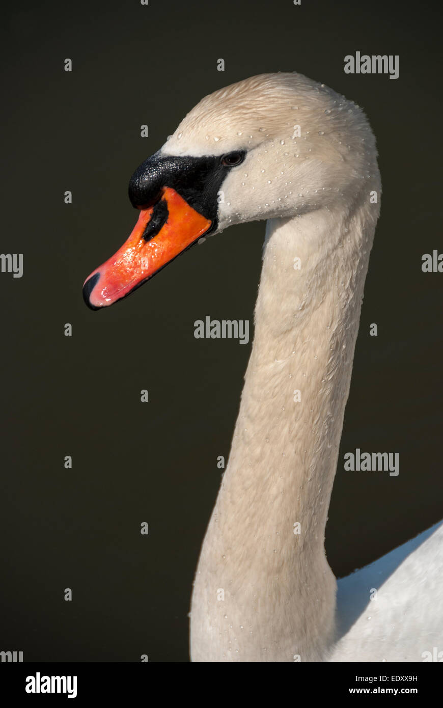 Orange bill hi-res stock photography and images - Alamy