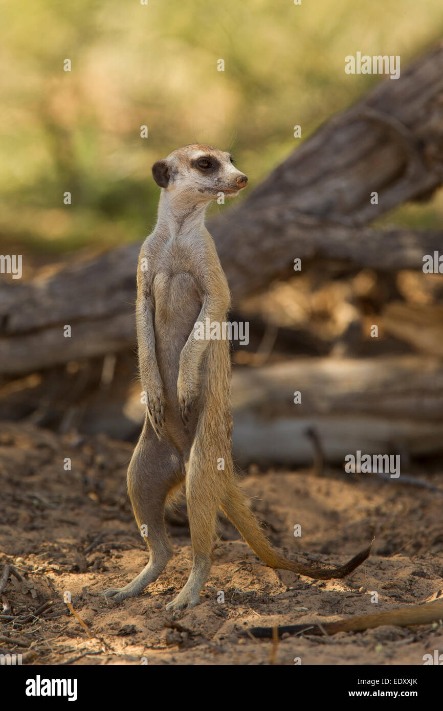 A meerkat keeps watch from under the shade of a tree in the Kgalagadi ...