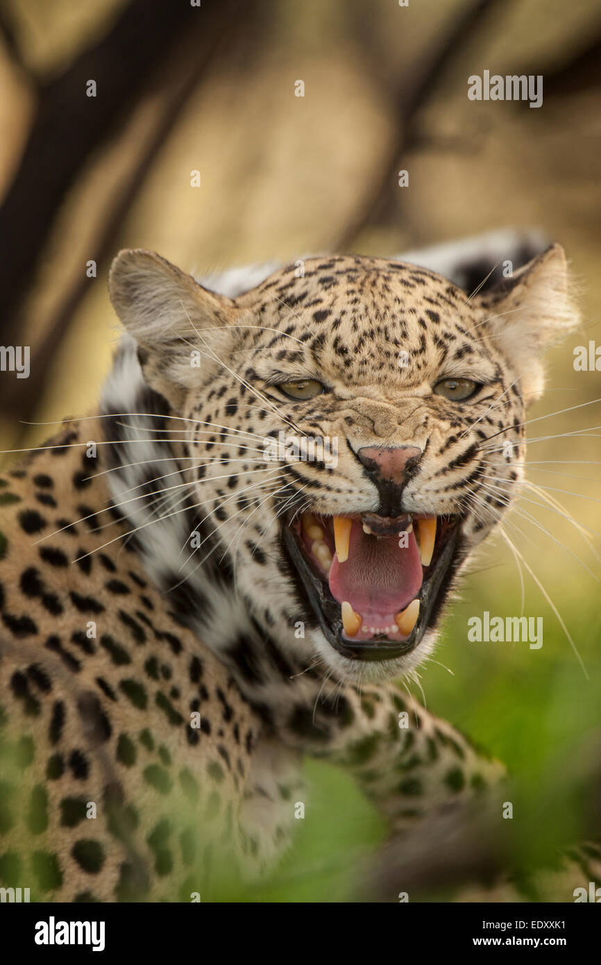 A male leopard photographed in the Kgalagadi Transfrontier National ...