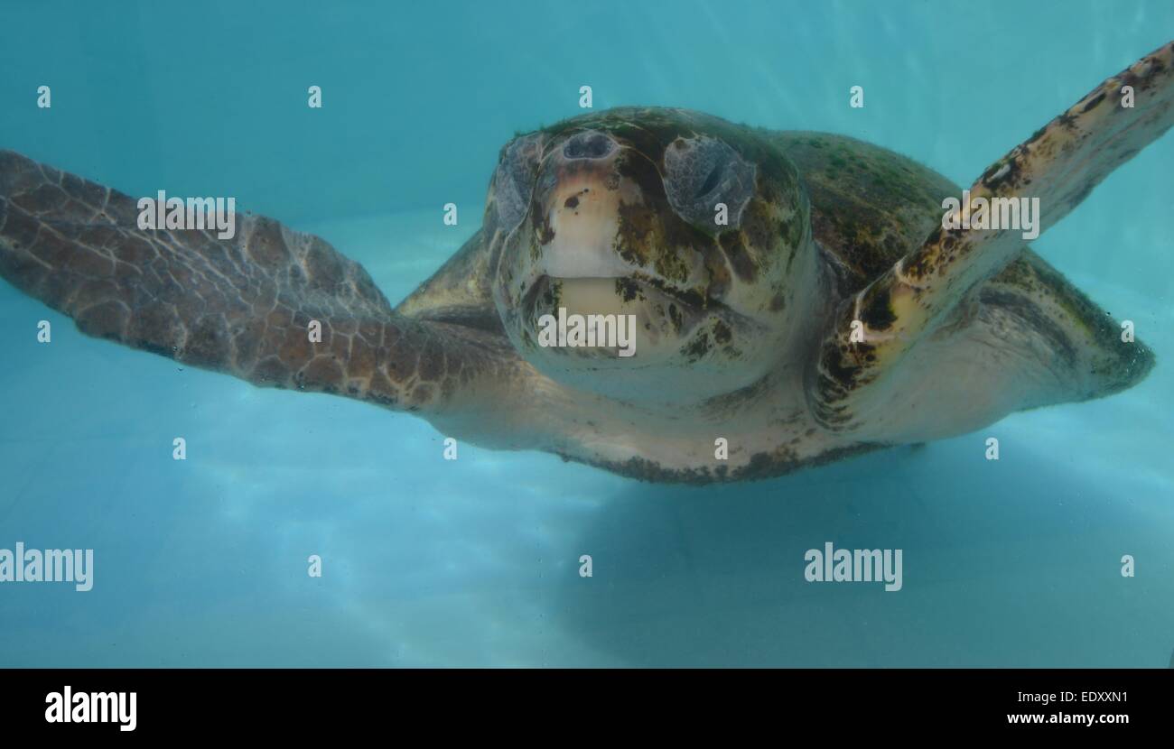 Annoyed animal hi-res stock photography and images - Alamy