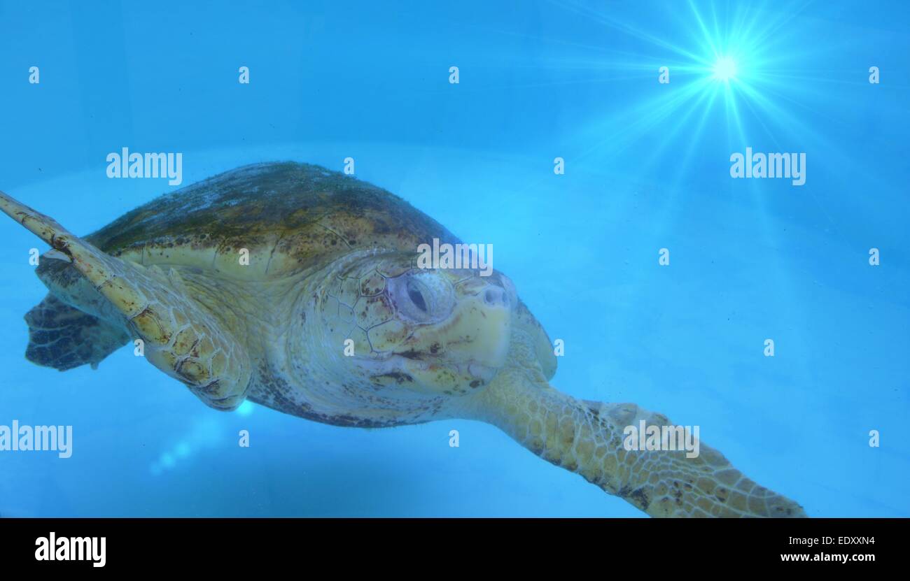 Bog burst hi-res stock photography and images - Alamy