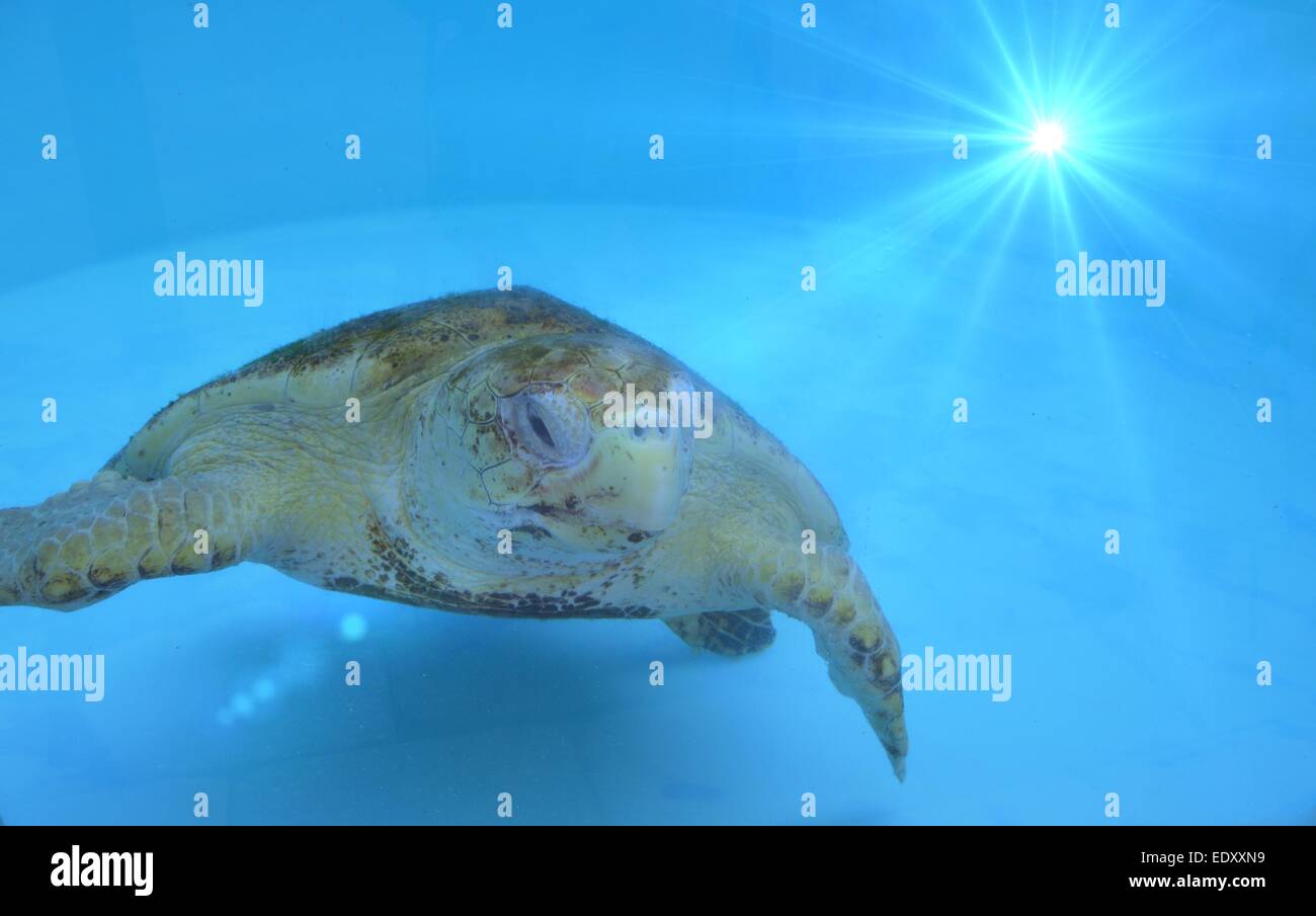 Coy colors hi-res stock photography and images - Alamy