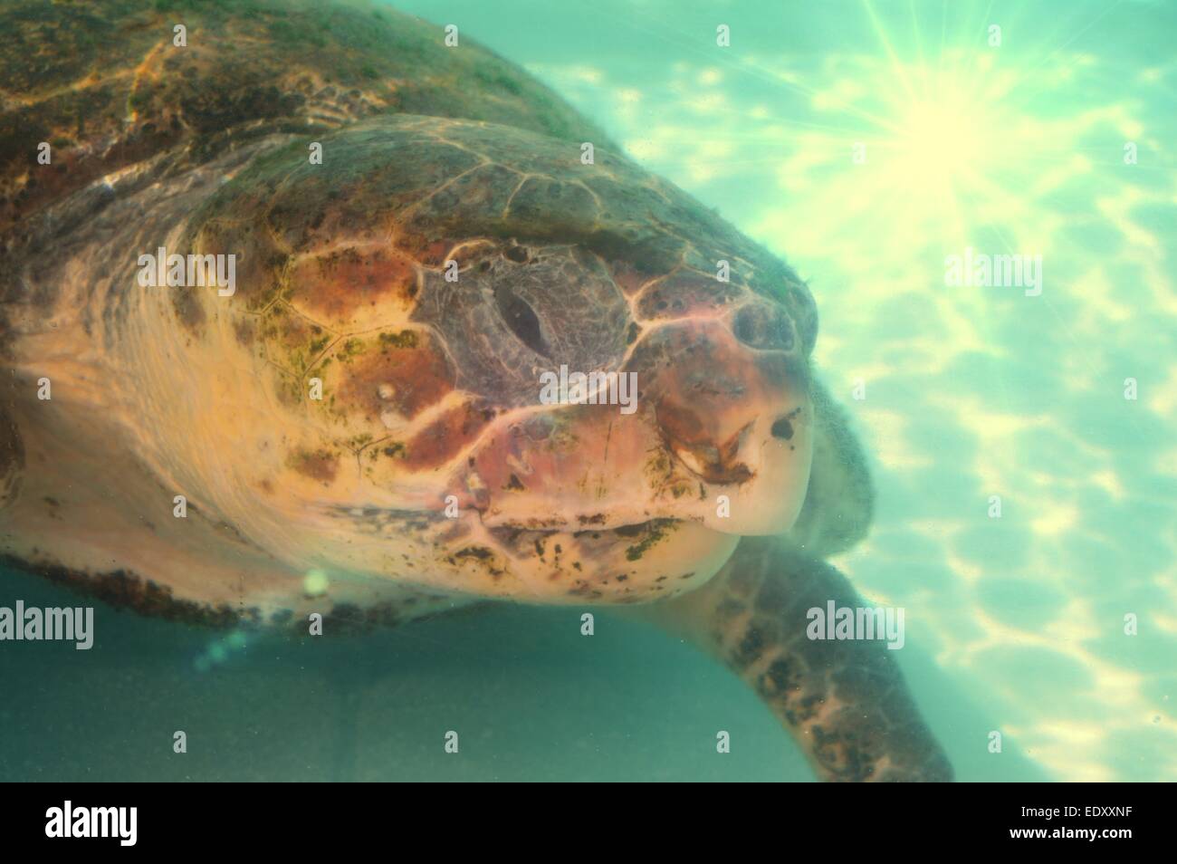 Bog turtle hi-res stock photography and images - Alamy