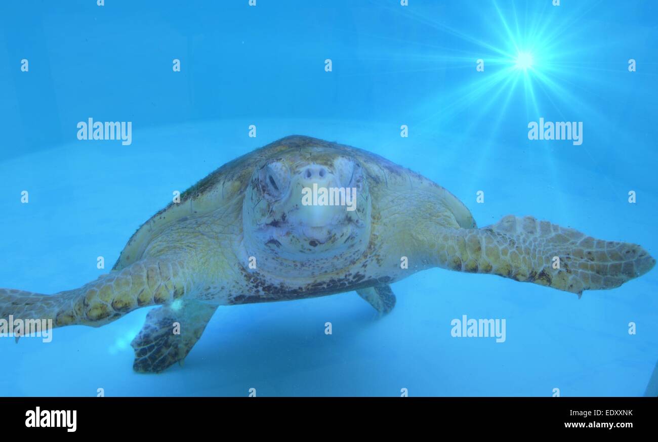 Bog having fun hi-res stock photography and images - Alamy