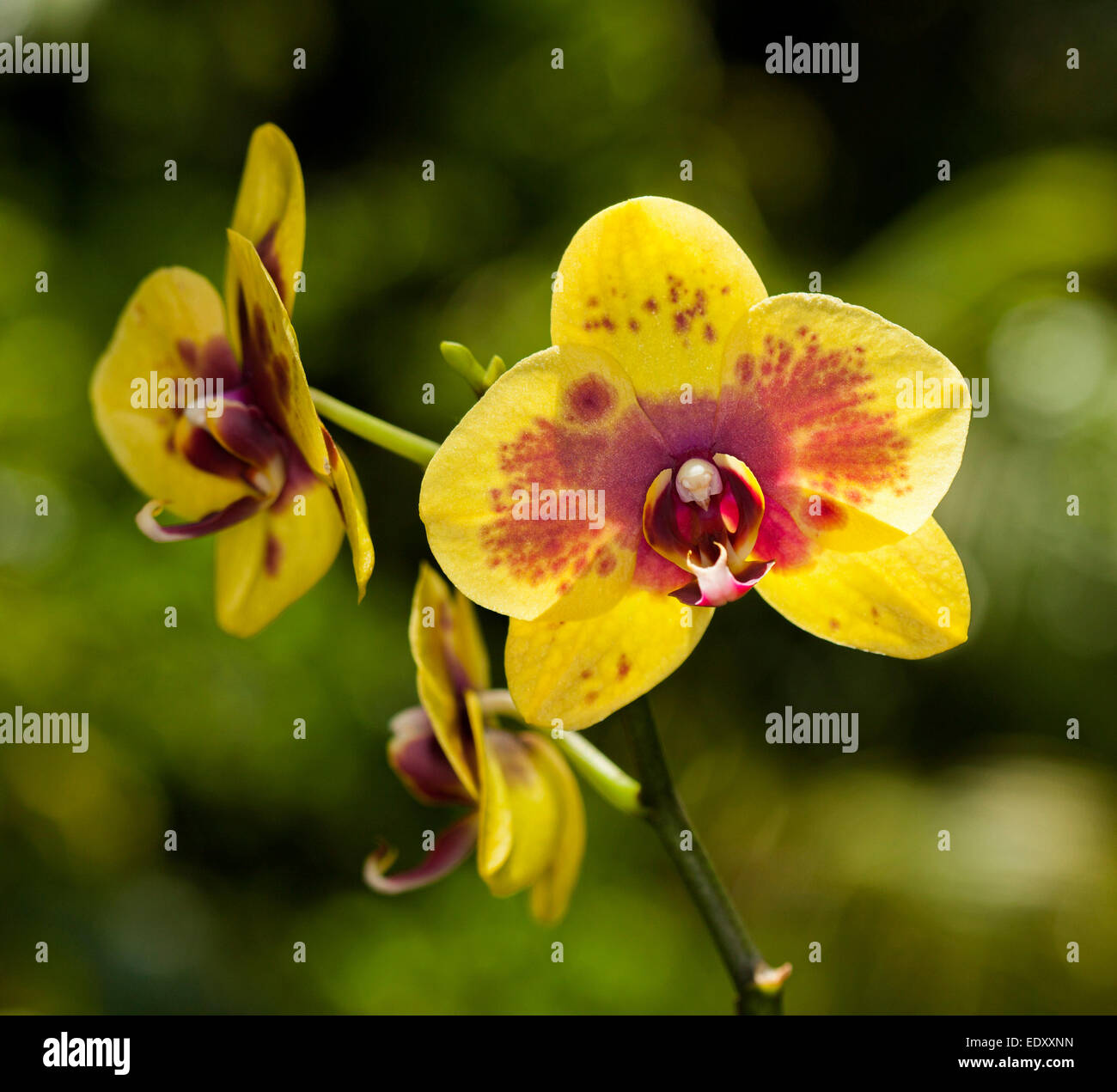Spectacular flower of Phalaenopsis / Moth orchid with vivid yellow ...