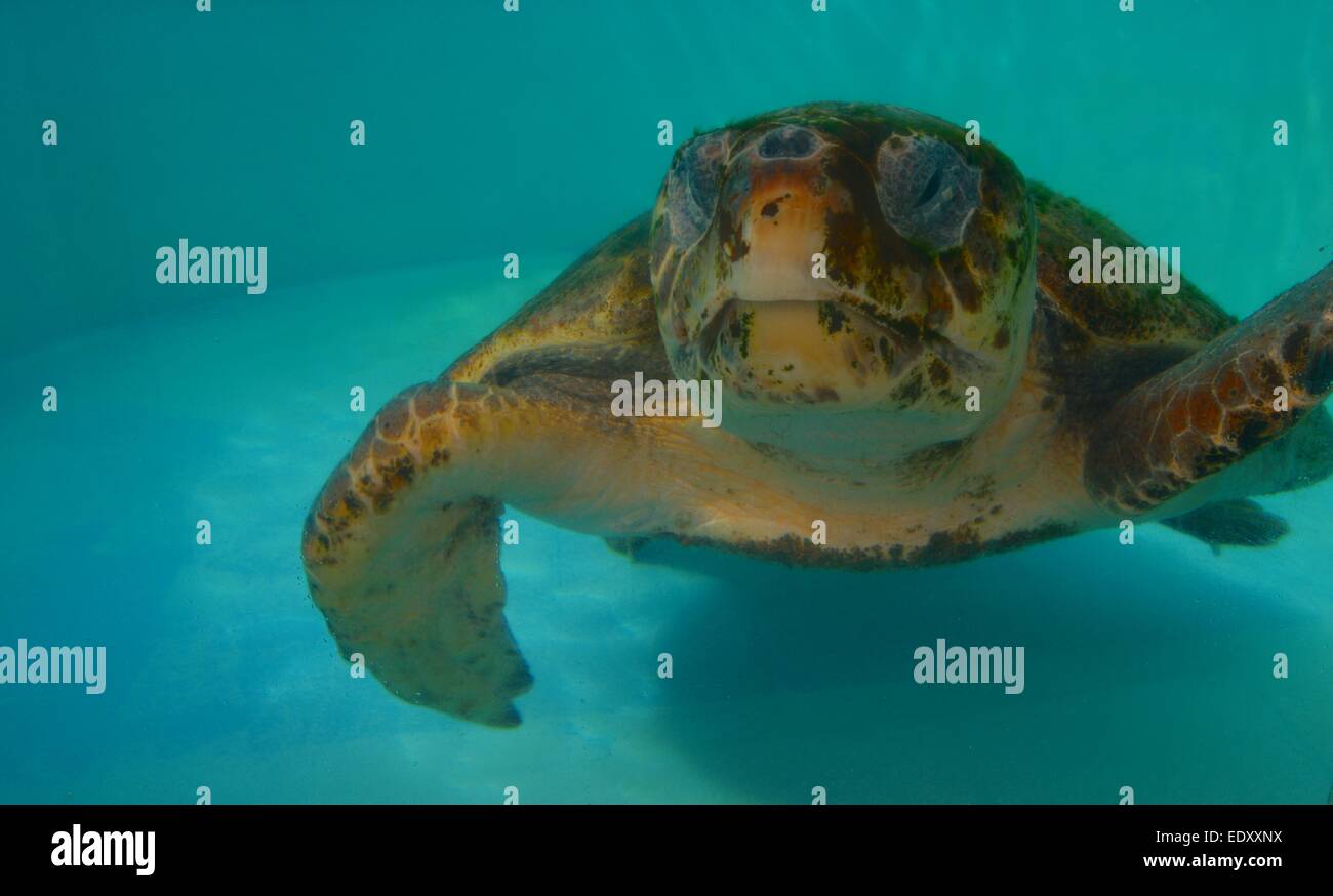 Loggerhead sea turtle habitat hi-res stock photography and images - Alamy