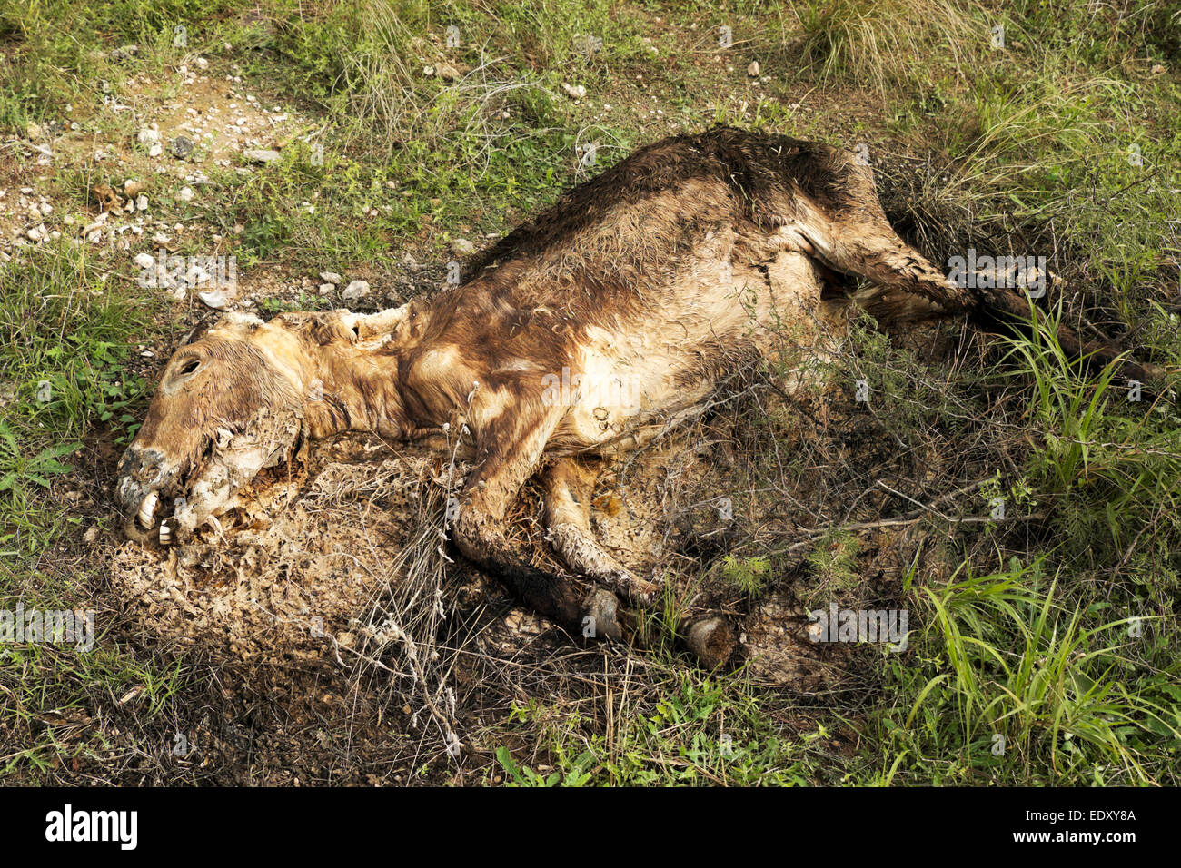 Dead mule hi-res stock photography and images - Alamy