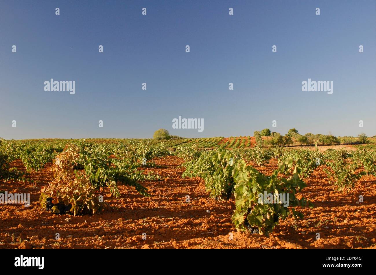Mancha de tierra hi-res stock photography and images - Alamy