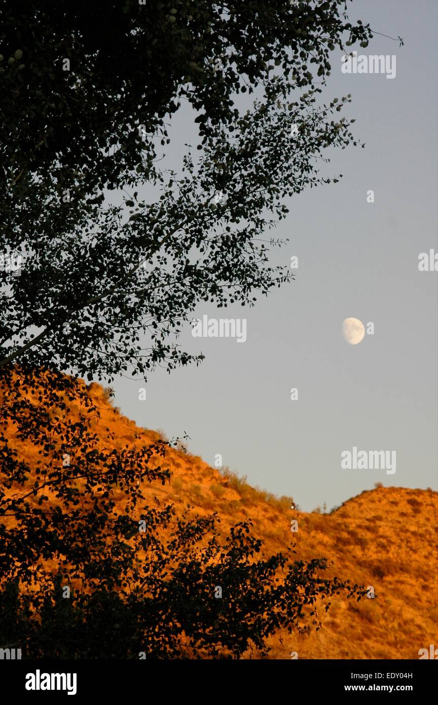 Bosque iluminado por la luna hi-res stock photography and images - Alamy