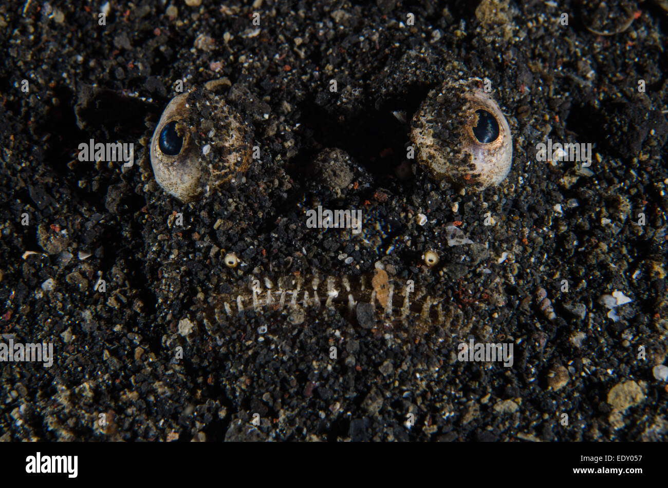 Stargazer fish hi-res stock photography and images - Alamy