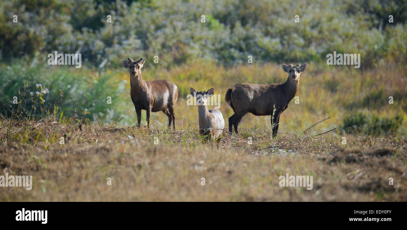 Axis porcinus, Indochinese Hog Deer, in Phu Khieo Wildlife Sanctuary ...
