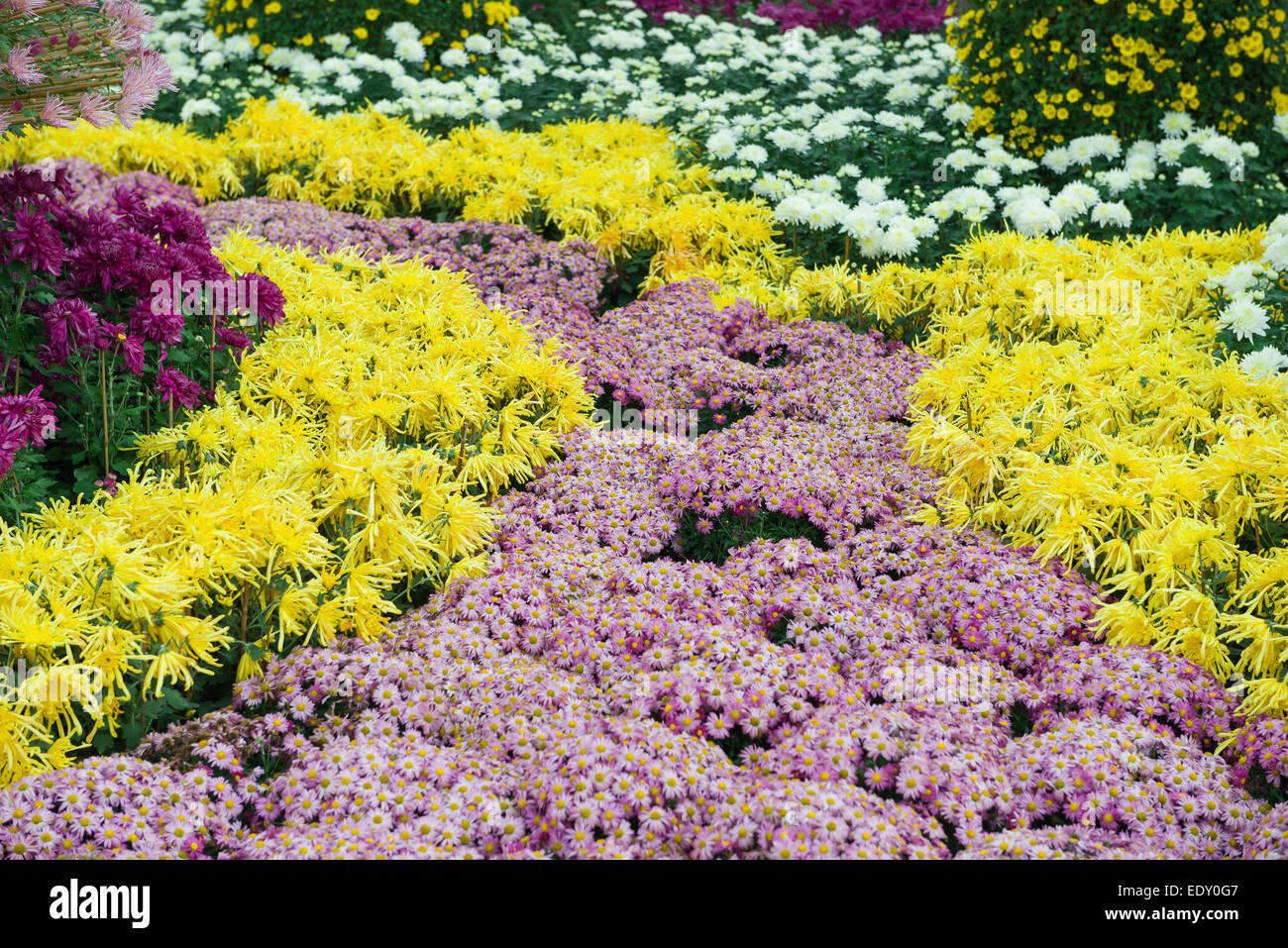 various chrysanthemum flowers Stock Photo - Alamy