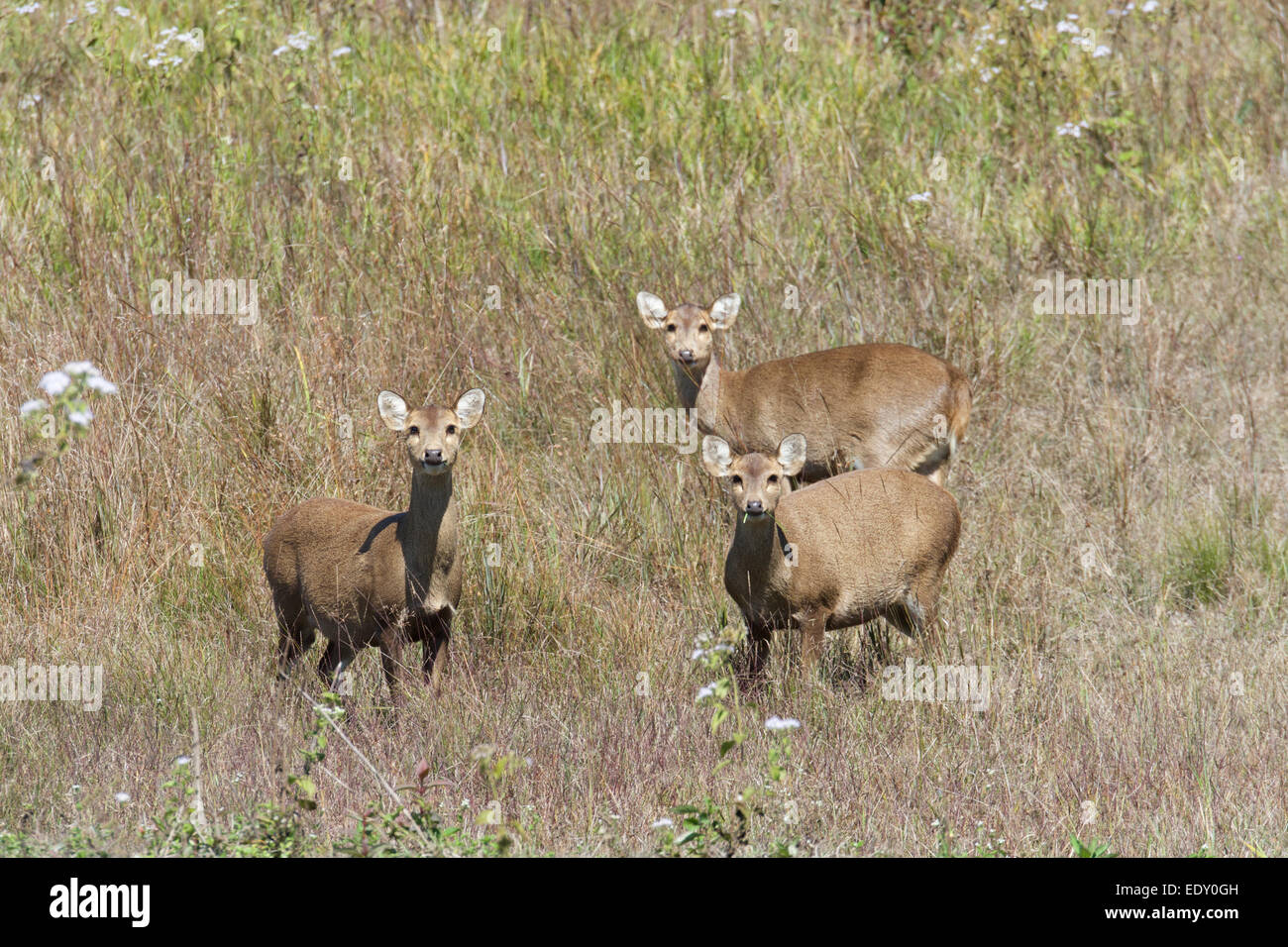 Axis porcinus, Indochinese Hog Deer, in Phu Khieo Wildlife Sanctuary ...