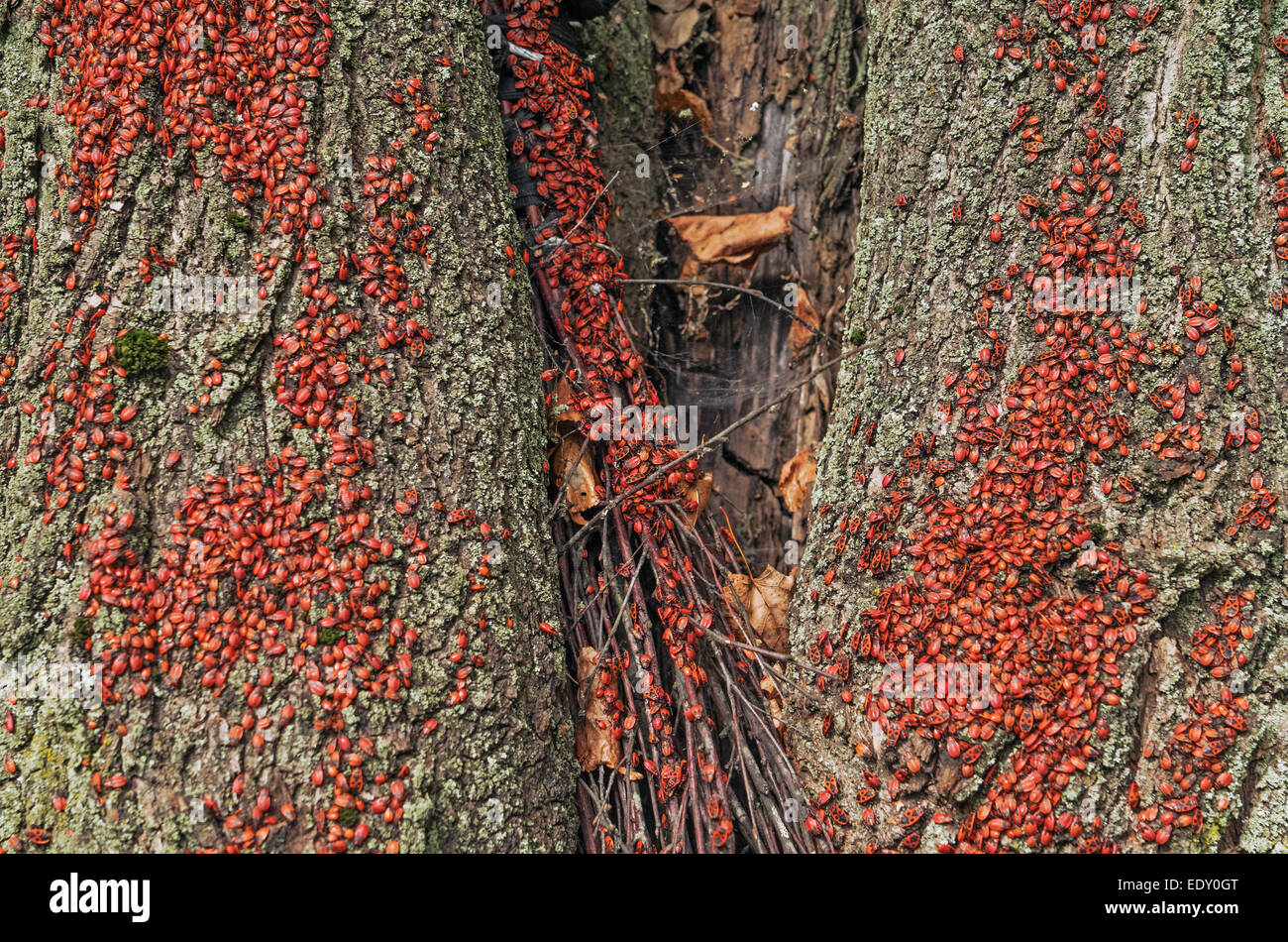 Group insects red black forest firebug hi-res stock photography and ...