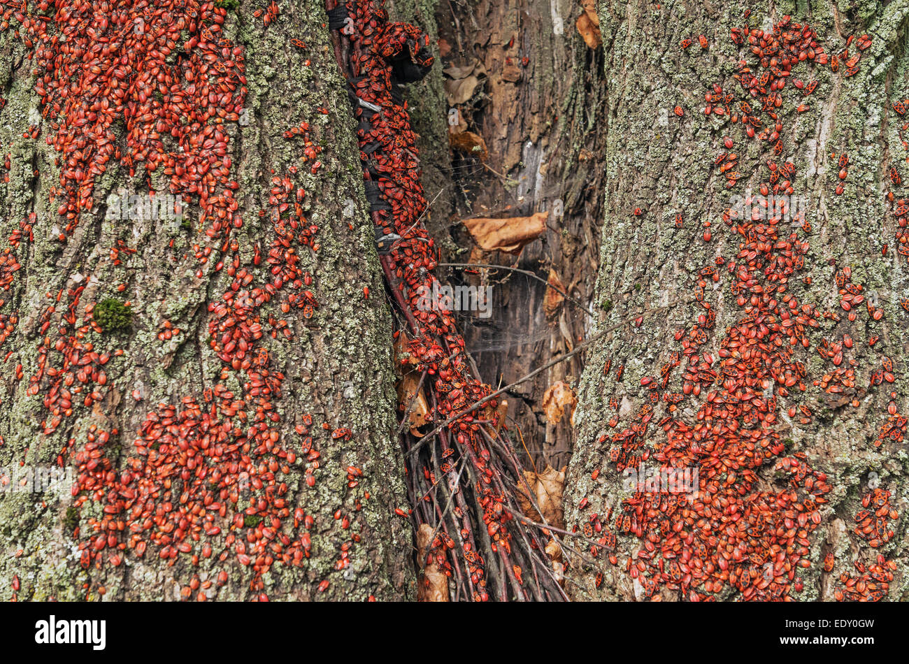 Group of insects - a red-black forest firebug on tree bark Stock Photo ...