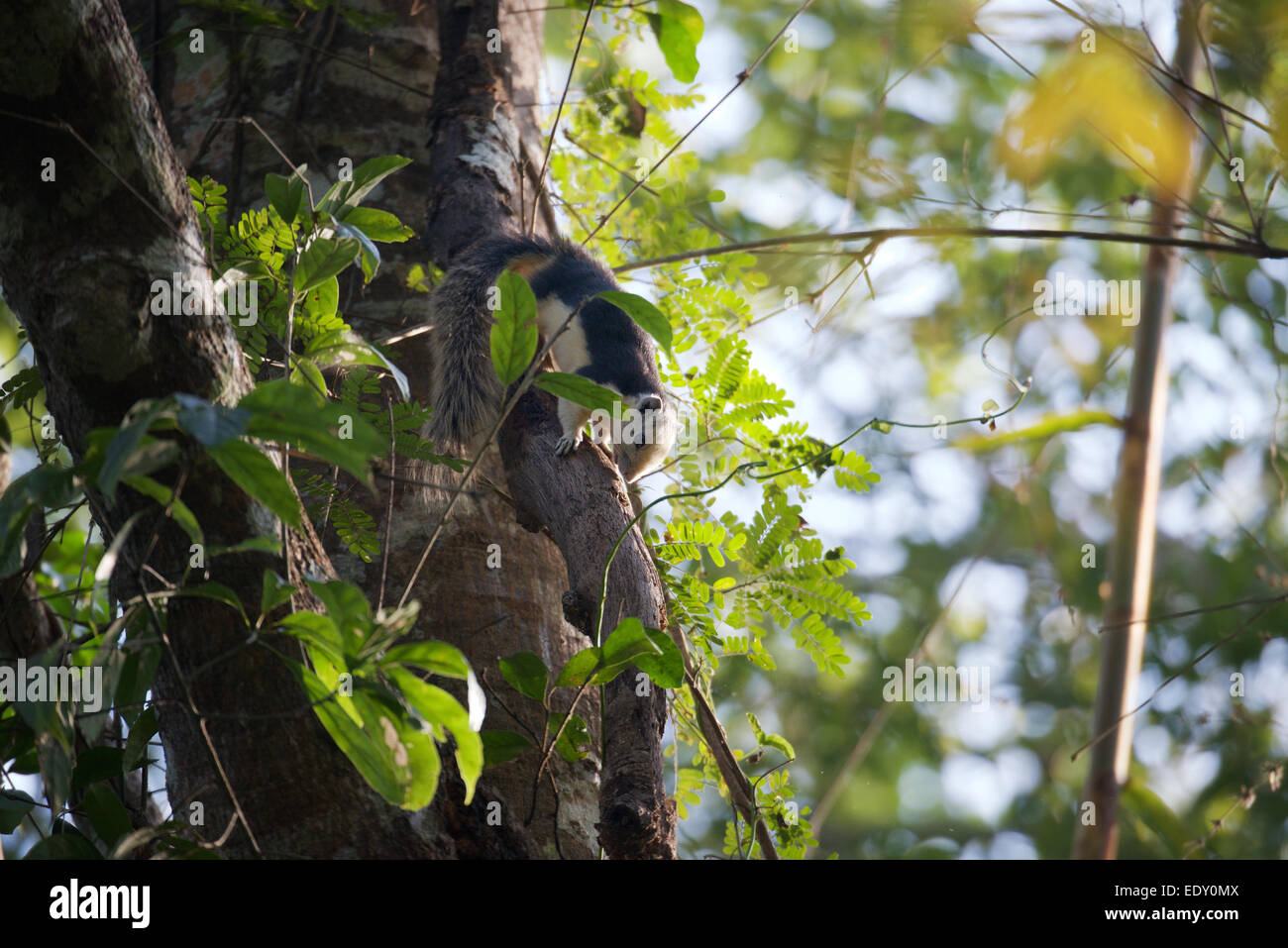 The Variable Squirrel (Callosciurus finlaysoni) or Finlayson's squirrel ...