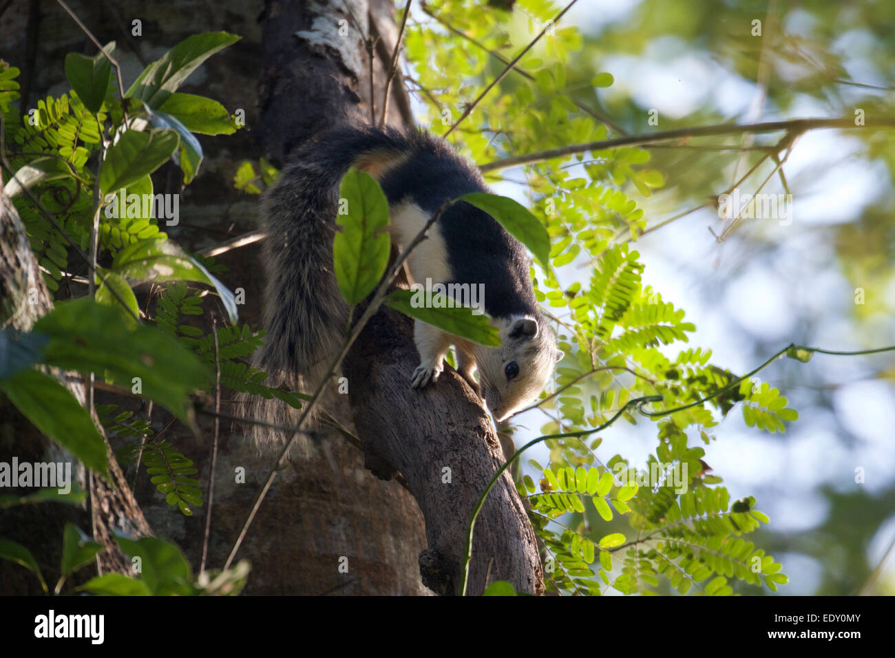 The Variable Squirrel (Callosciurus finlaysoni) or Finlayson's squirrel ...