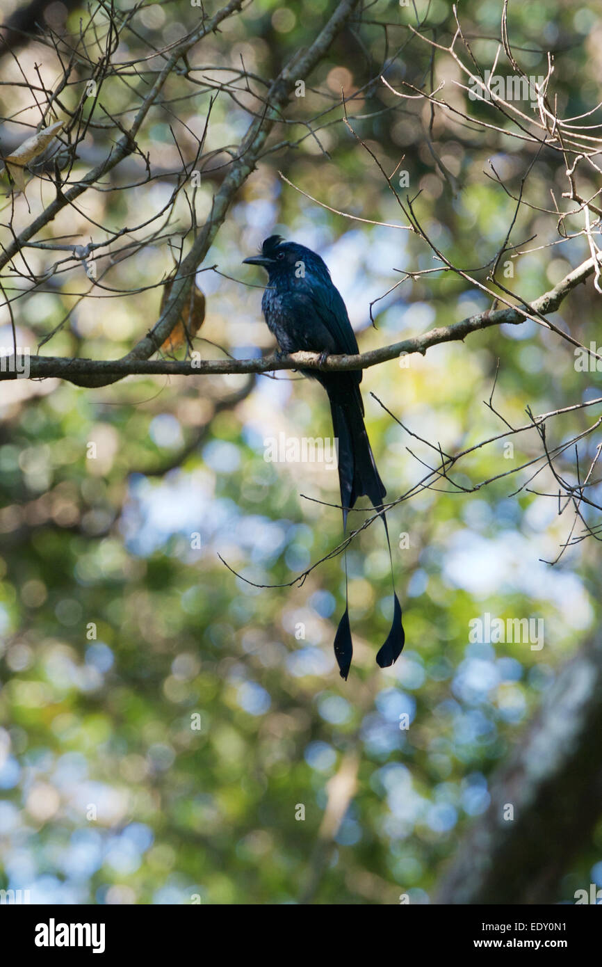 The greater racket-tailed drongo (Dicrurus paradiseus) is a medium ...
