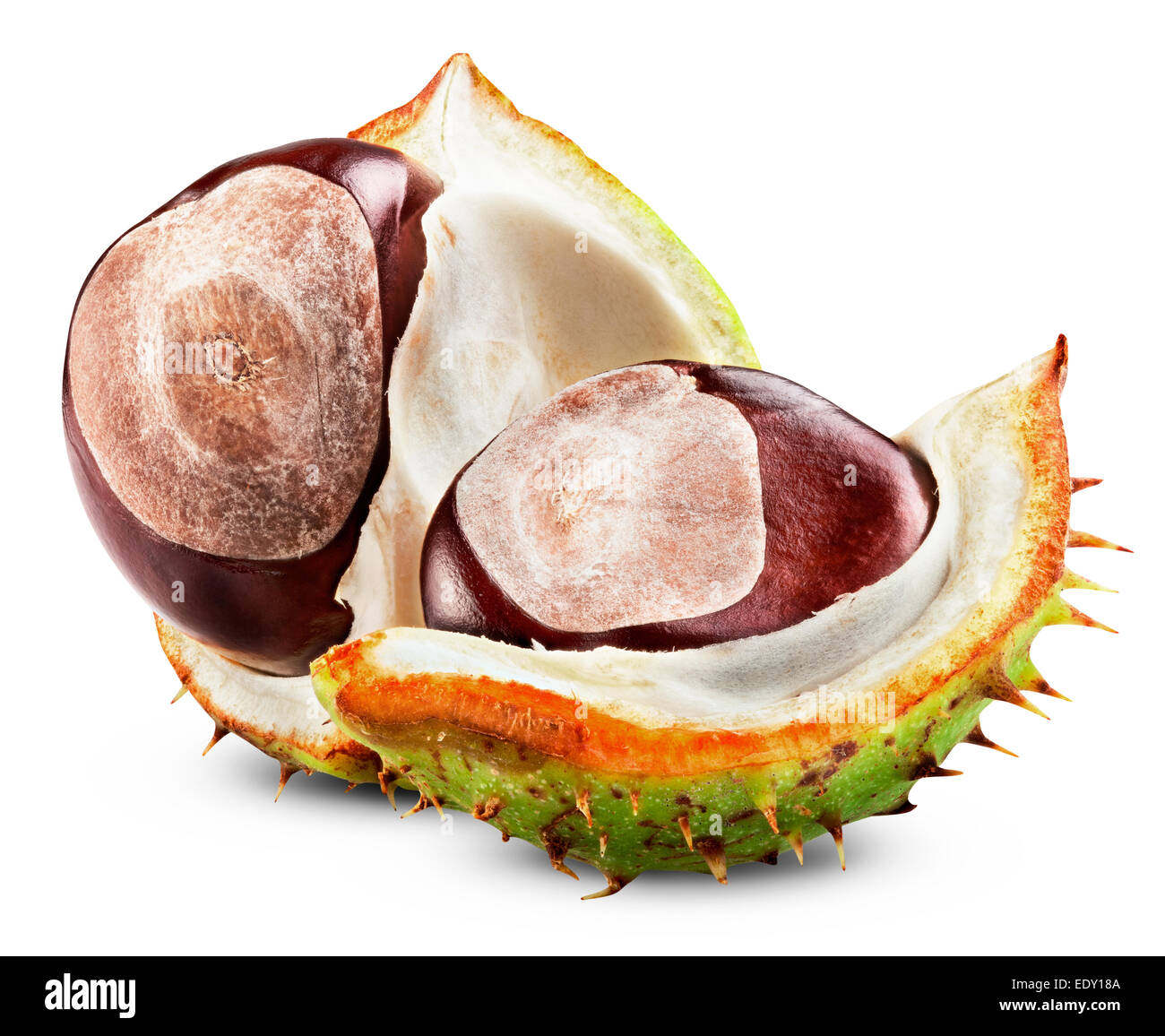chestnut with crust on a white background. Clipping Path Stock Photo ...
