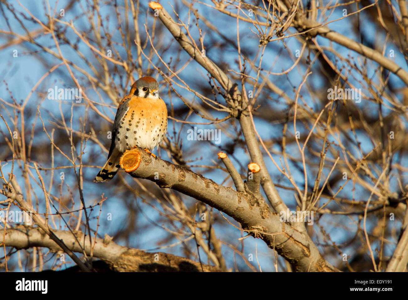 American Kestrel Falco sparverius Mn Neal, Cochise County, Arizona ...