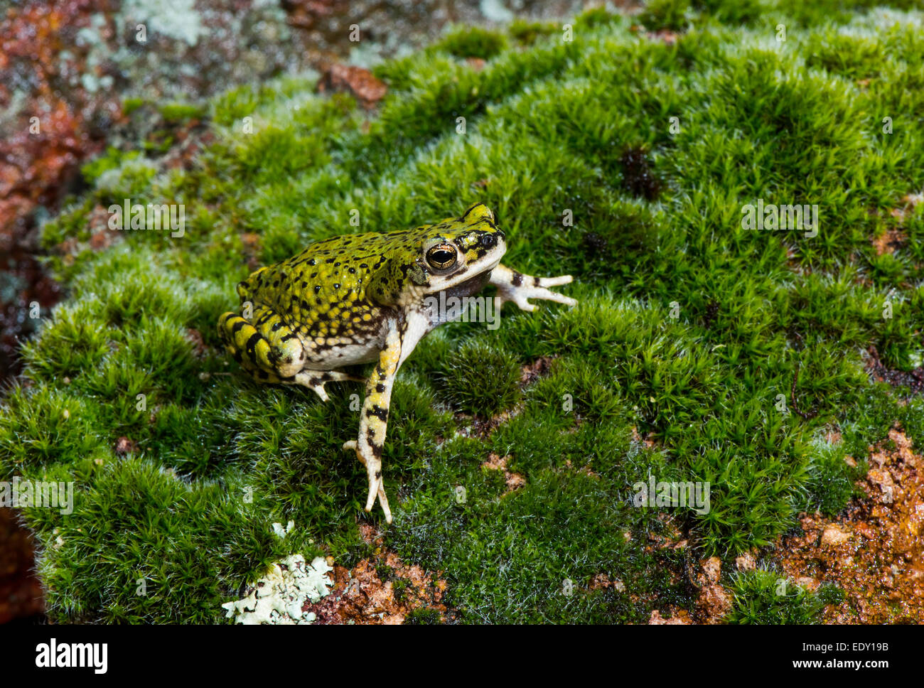 Green Toad Anaxyrus debilis Douglas, Cochise County, Arizona, United ...