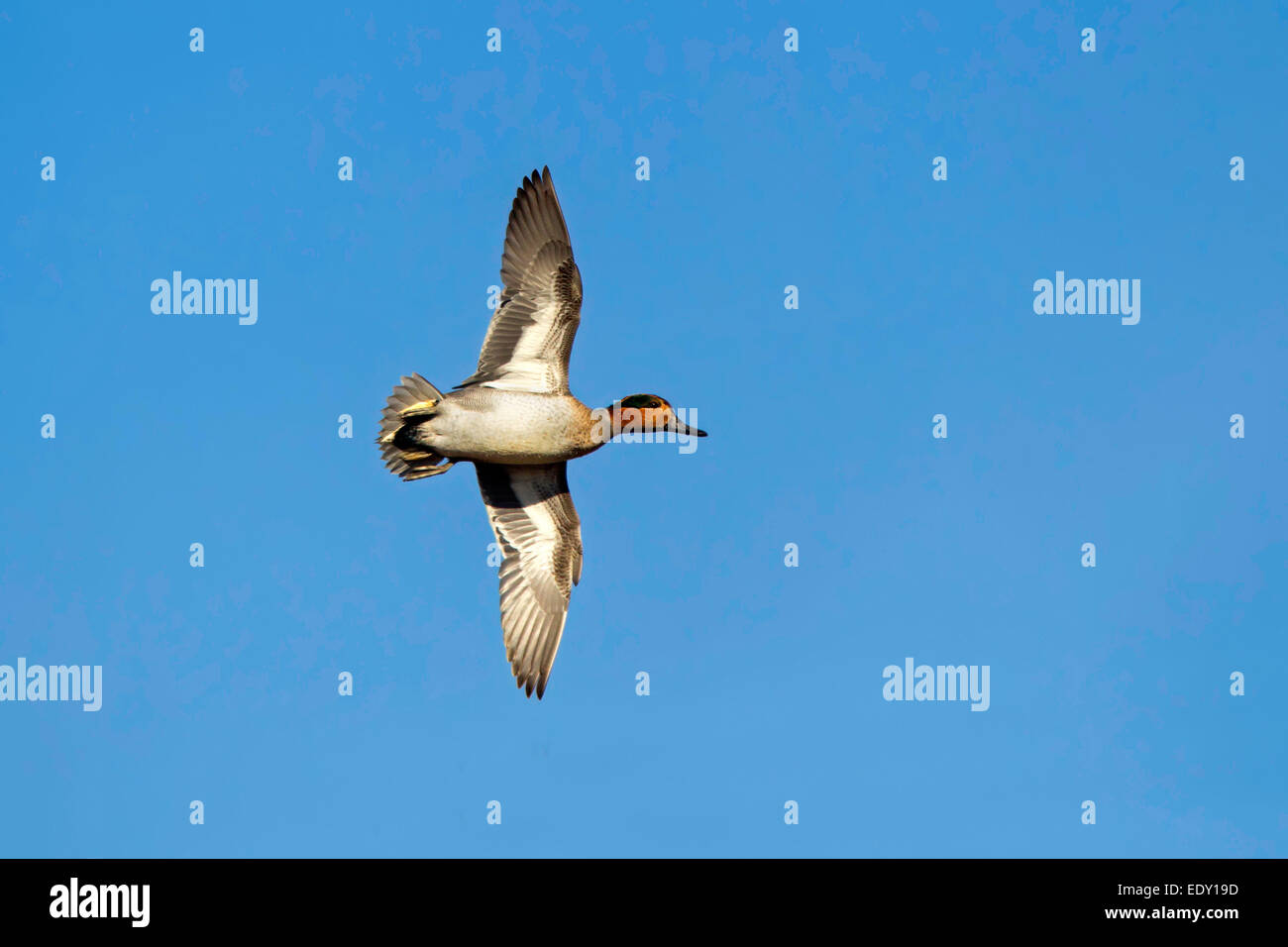 Green winged teal in flight hi-res stock photography and images - Alamy