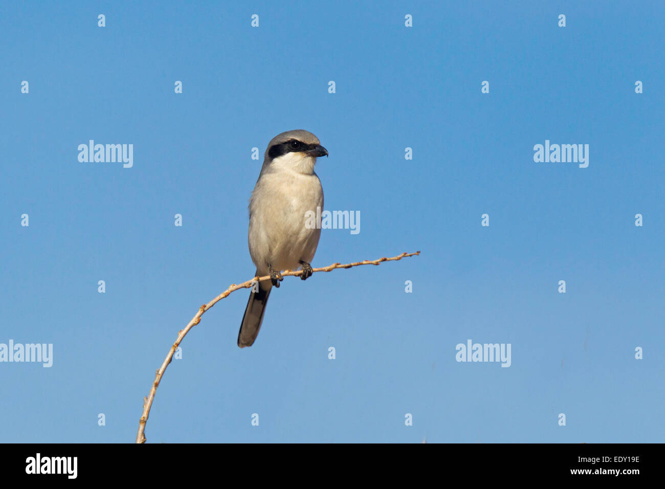 Loggerhead Shrike Lanius ludovicianus Whitewater Draw, Cochise County ...