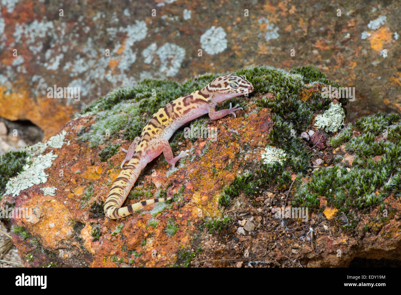 Western Banded Gecko Coleonyx variegatus Tucson, Pima County, Arizona ...