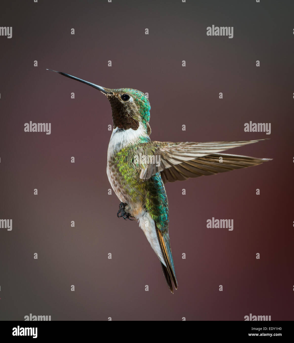Hummingbird with protruding tongue Stock Photo - Alamy