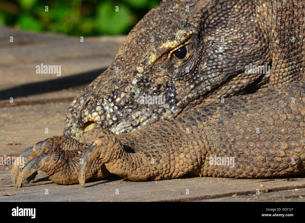 Close up of a Komodo Dragon on Rinca Island, Indonesia Stock Photo - Alamy