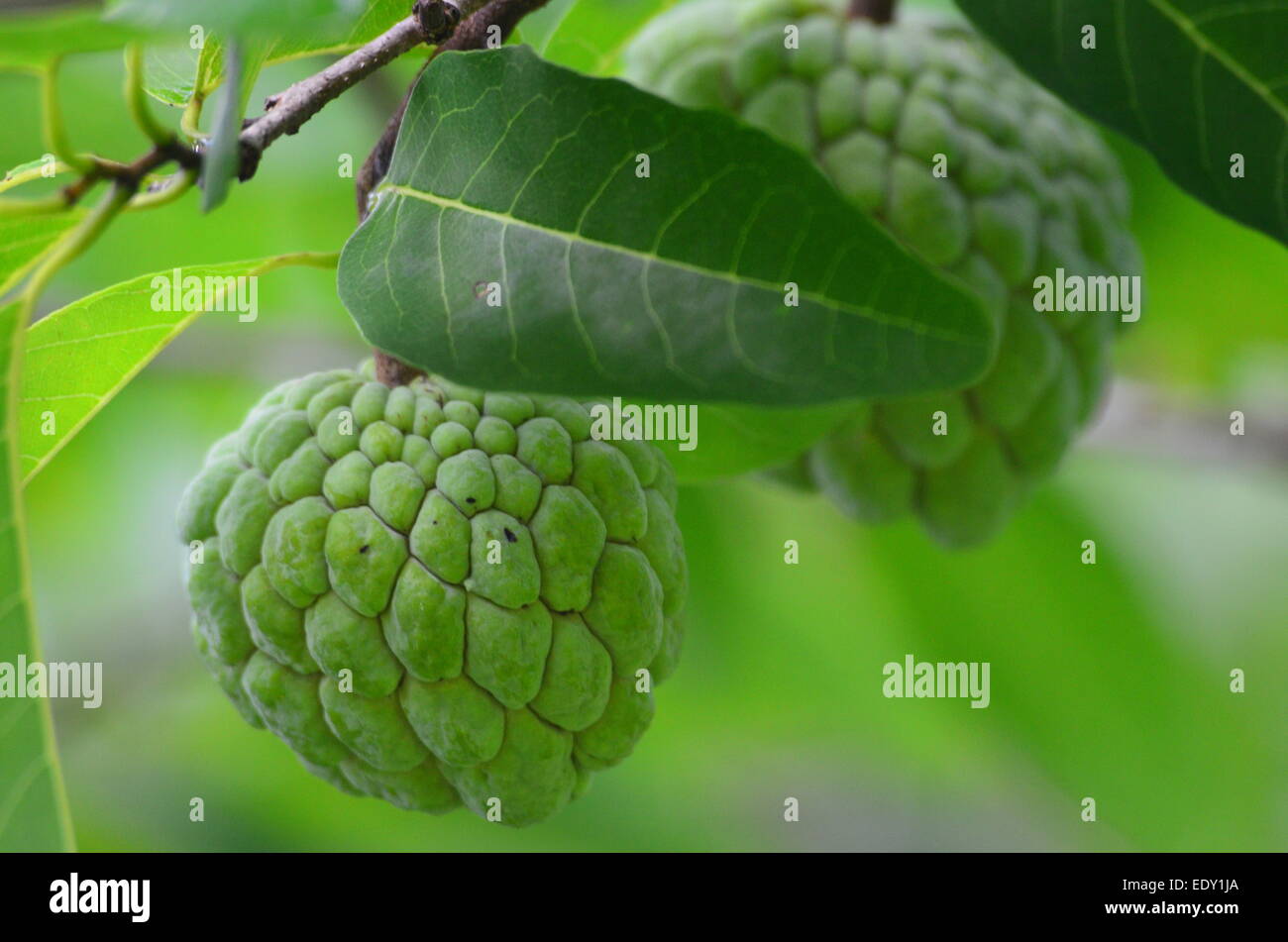 Wild Custard Apples from Indonesia Stock Photo - Alamy