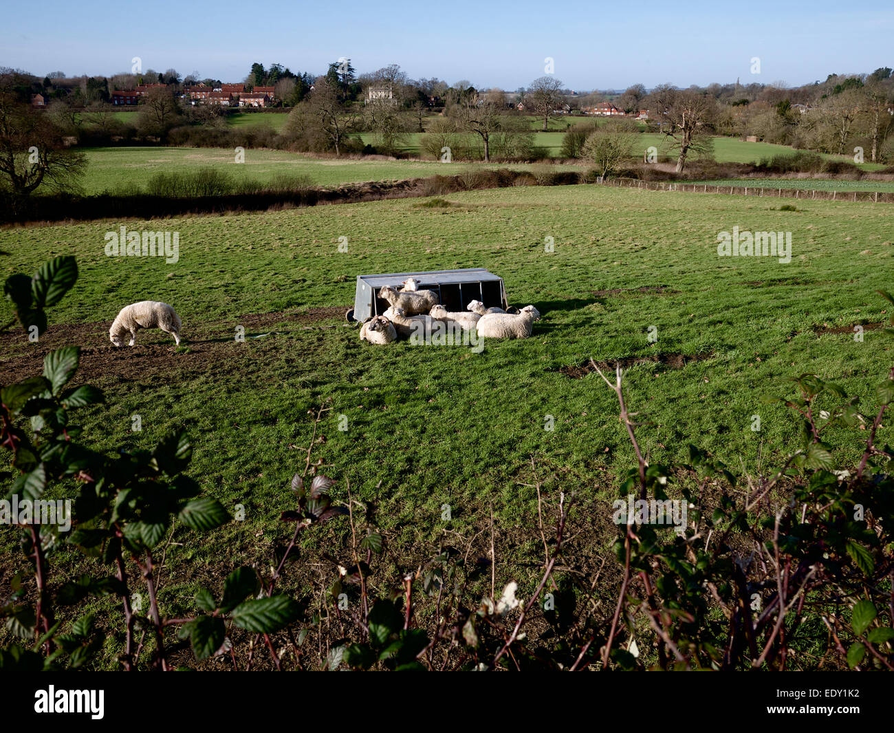 Countryside farm animals hi-res stock photography and images - Alamy
