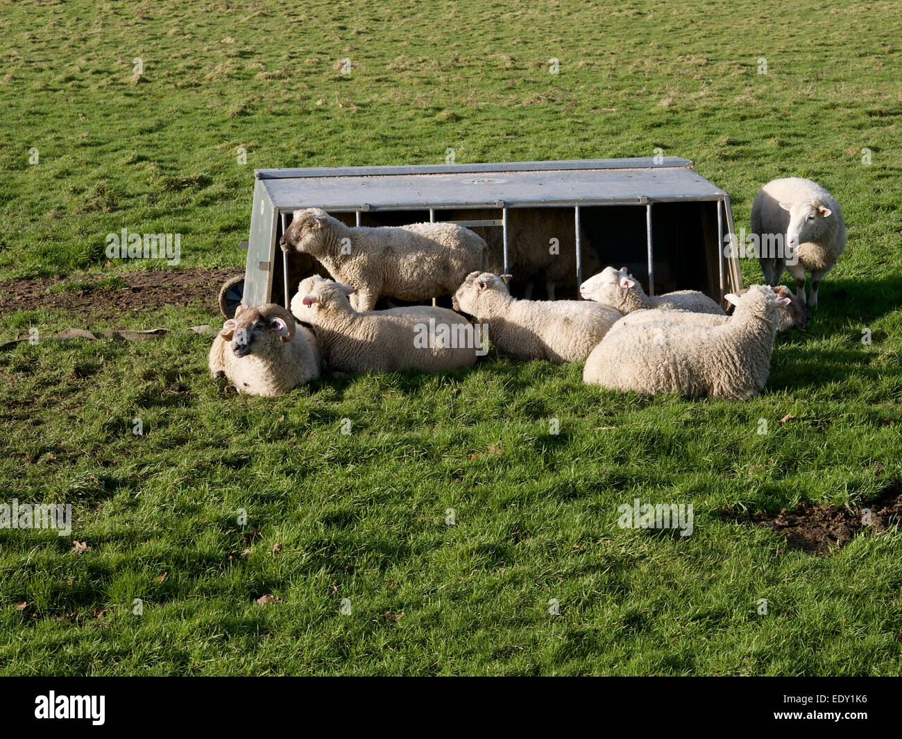 English countryside - sheep Stock Photo - Alamy