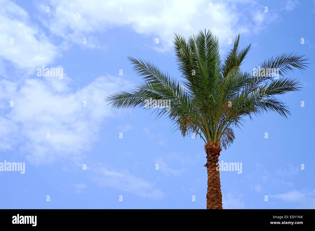 One date palm on blue sky background Stock Photo - Alamy