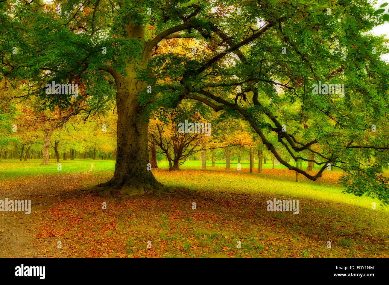 Big tree in the park in Autumn Stock Photo - Alamy