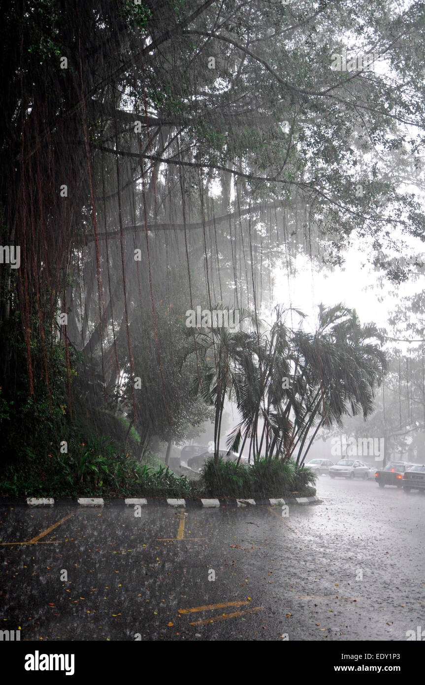 Tropical trees under rain's sheets of water Stock Photo - Alamy
