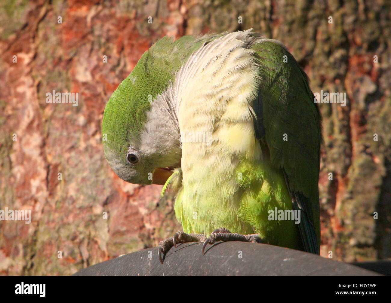 Quaker parrot hi-res stock photography and images - Alamy