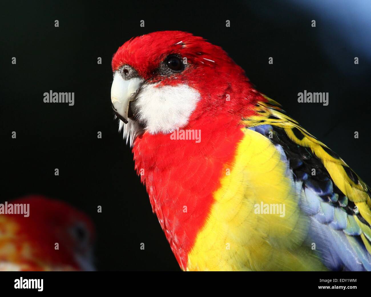Very brightly coloured Australian Eastern rosella parrot (Platycercus ...