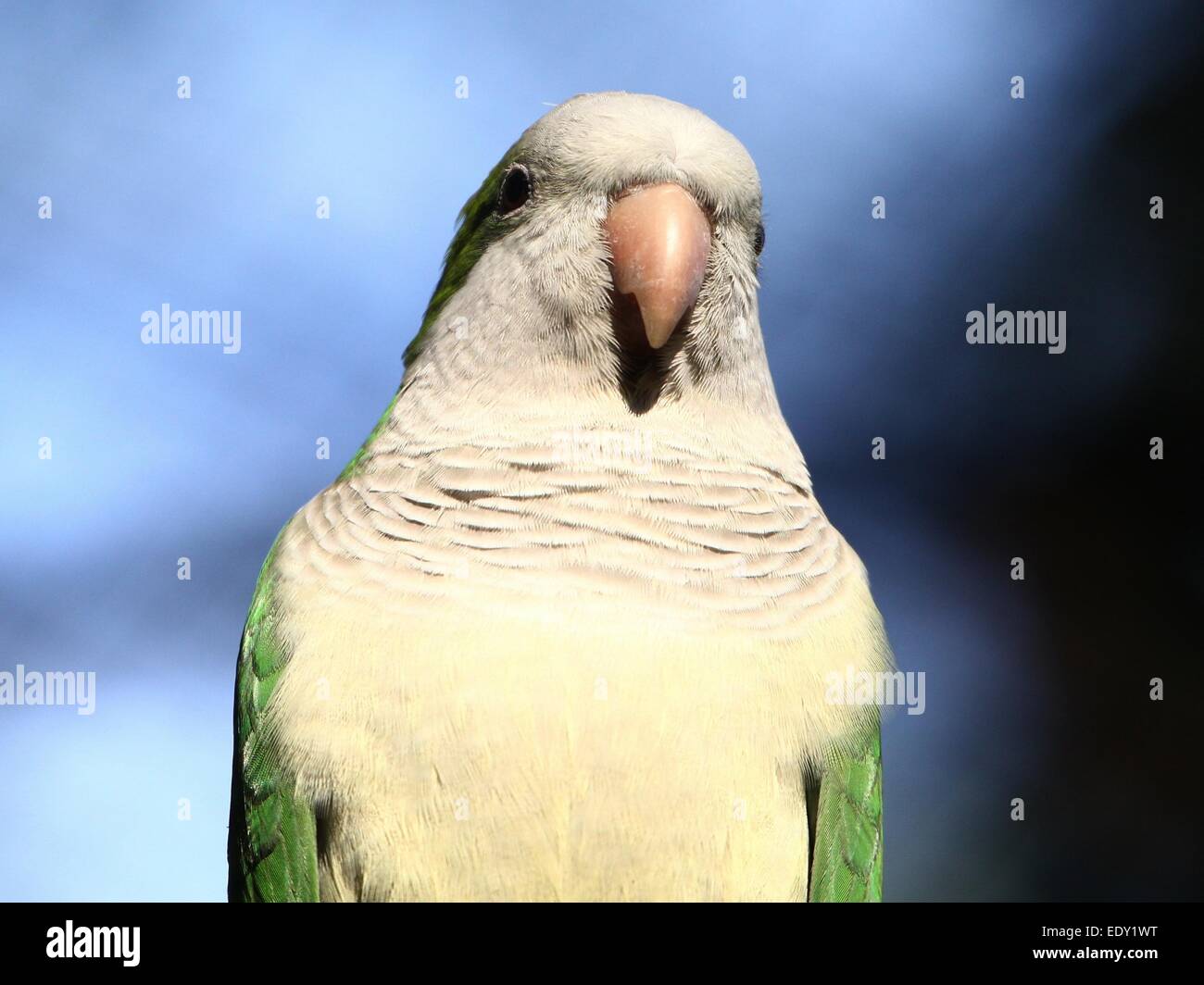 Quaker parrot hi-res stock photography and images - Alamy