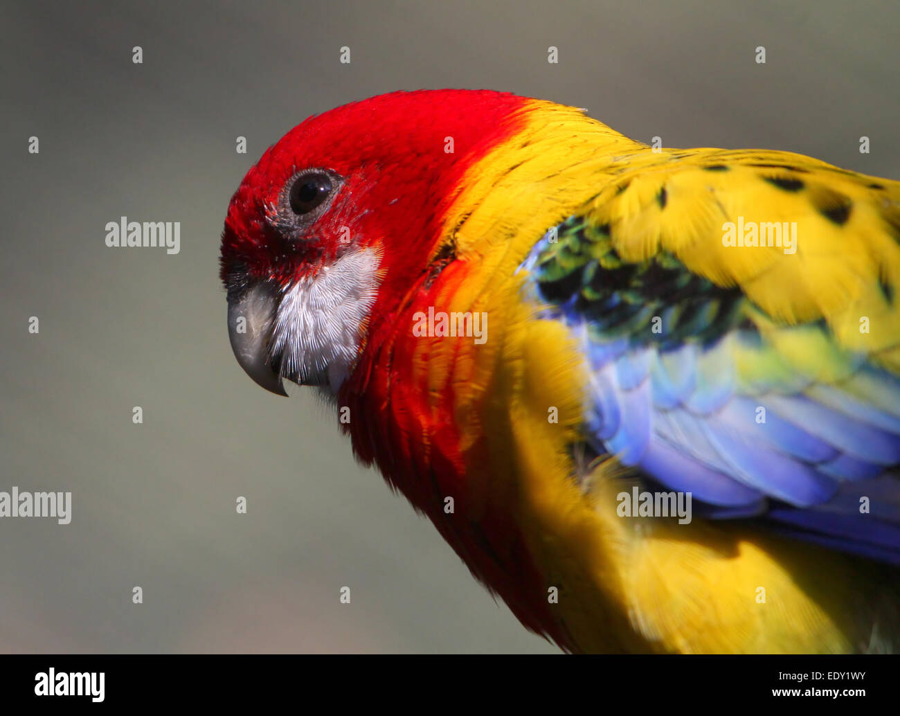 Golden mantled rosella hi-res stock photography and images - Alamy