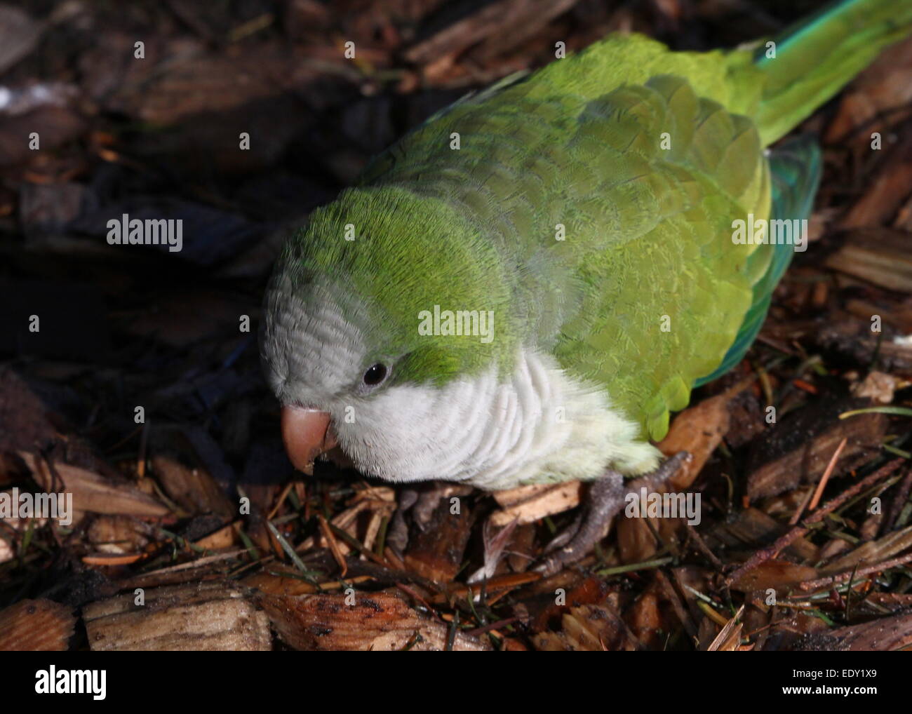 South American Monk Parakeet or Quaker Parrot (Myiopsitta monachus ...