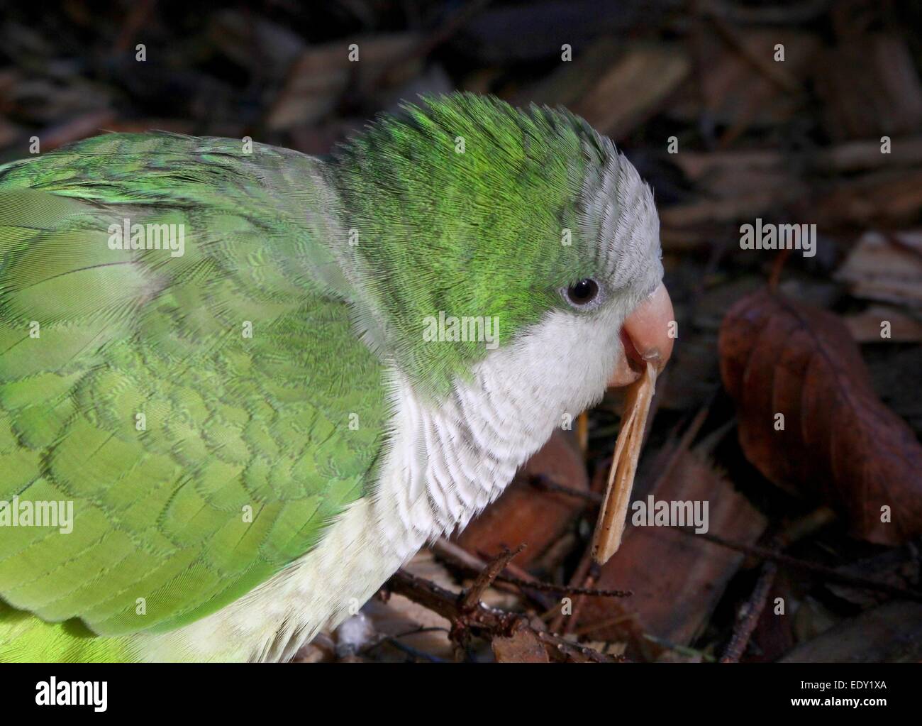 South American Monk Parakeet or Quaker Parrot (Myiopsitta monachus) on ...