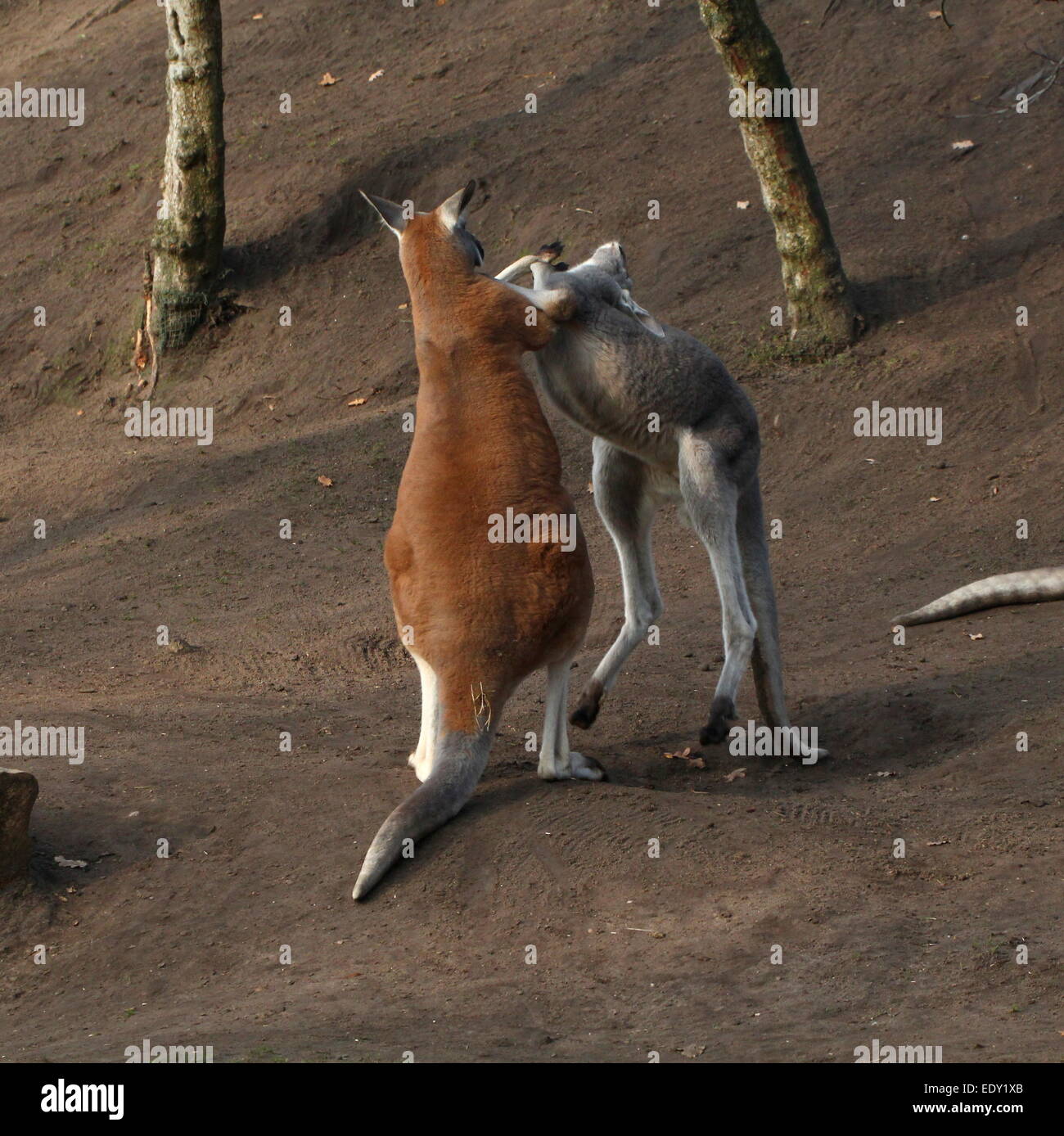 Rotes riesenkanguru hi-res stock photography and images - Alamy