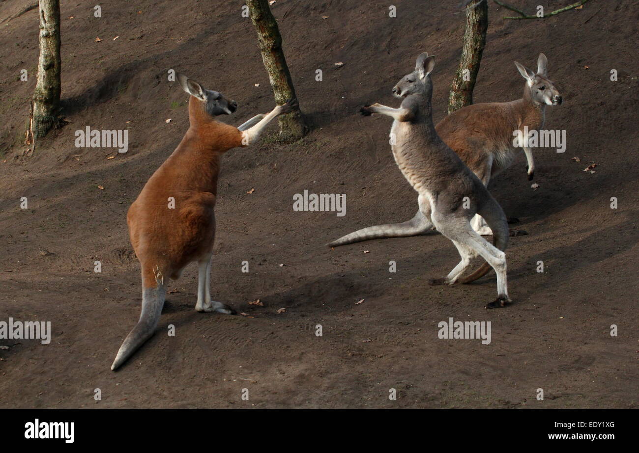 Macropus rufus boxing hi-res stock photography and images - Alamy