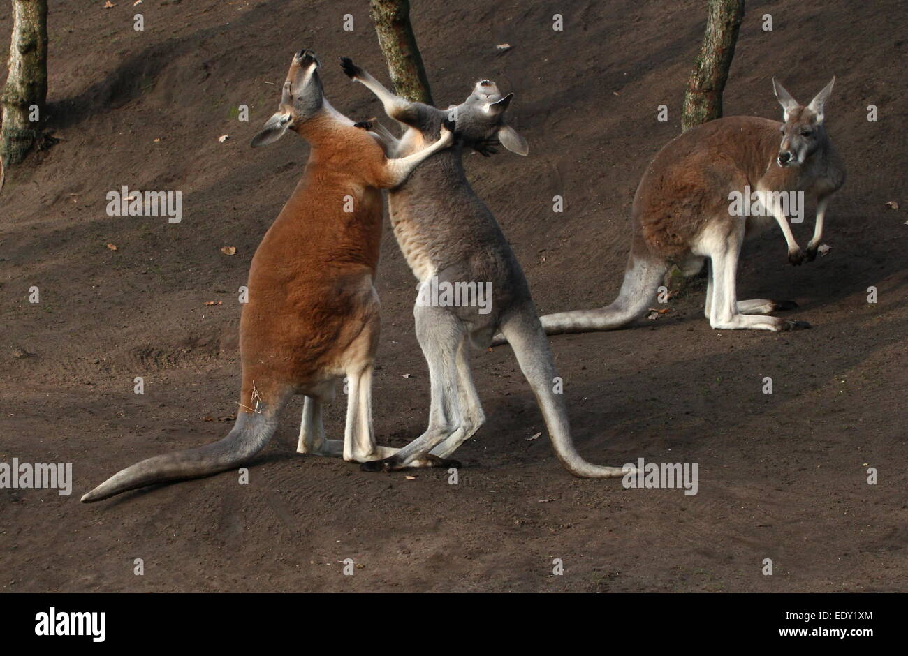 Australia Kangaroo Fighting High Resolution Stock Photography and ...