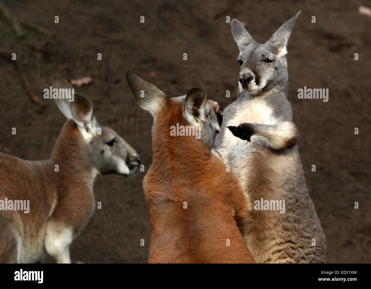 Boxing Kangaroo Stock Photos & Boxing Kangaroo Stock Images - Alamy