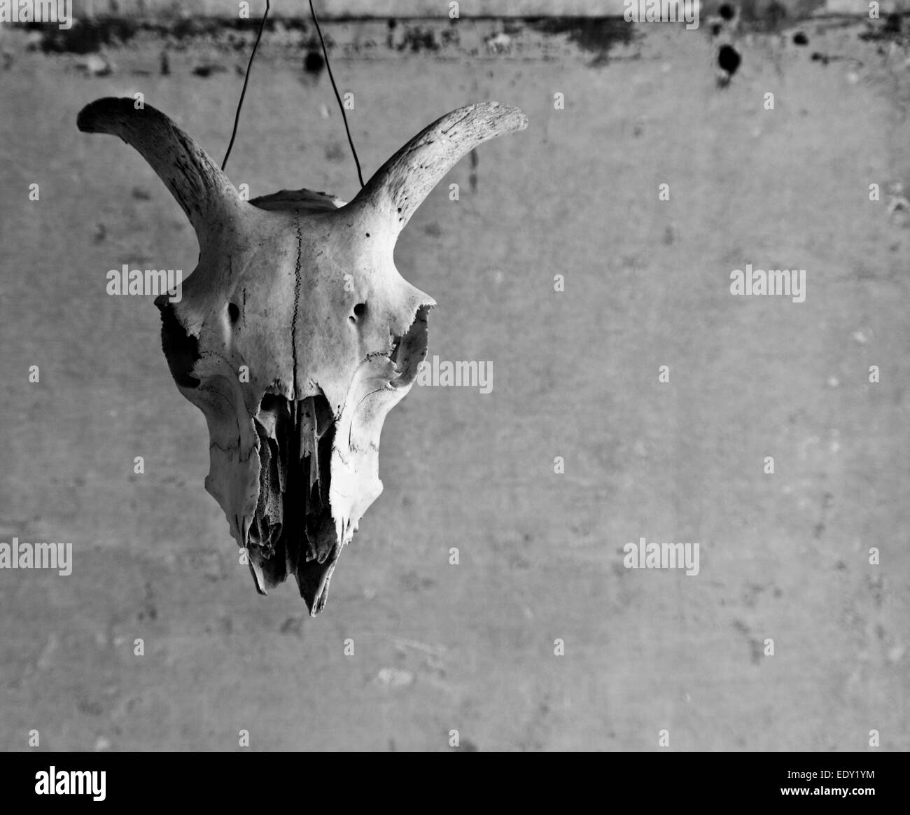 Bones of sheep hi-res stock photography and images - Alamy