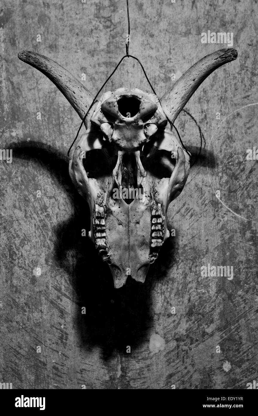 Hanging Skulls High Resolution Stock Photography and Images - Alamy